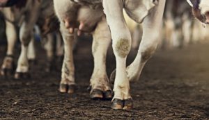 Afecções podais em bovinos - JA Saúde Animal