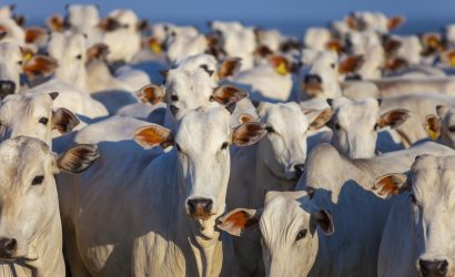 Adenite equina (Garrotilho) - JA Saúde Animal