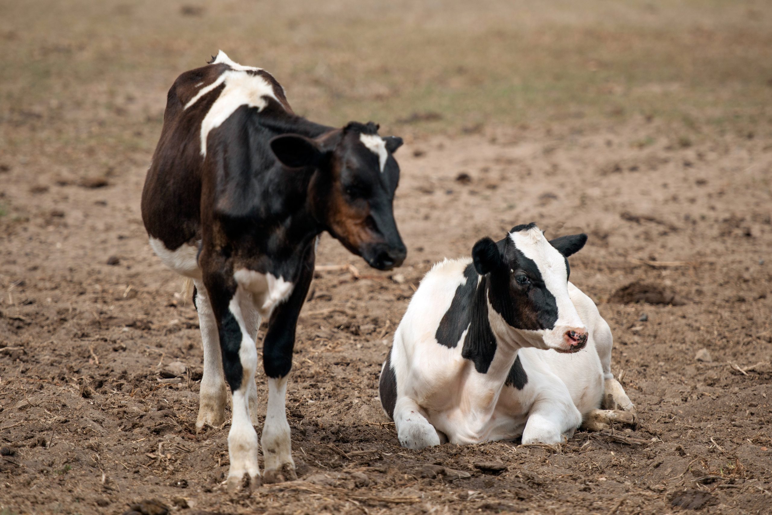 Tristeza Parasitária Bovina - JA Saúde Animal