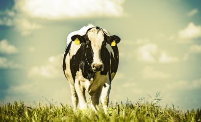 Adenite equina (Garrotilho) - JA Saúde Animal