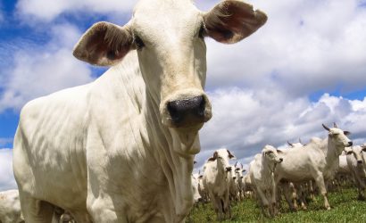 Dermatofilose em Bovinos - JA Saúde Animal