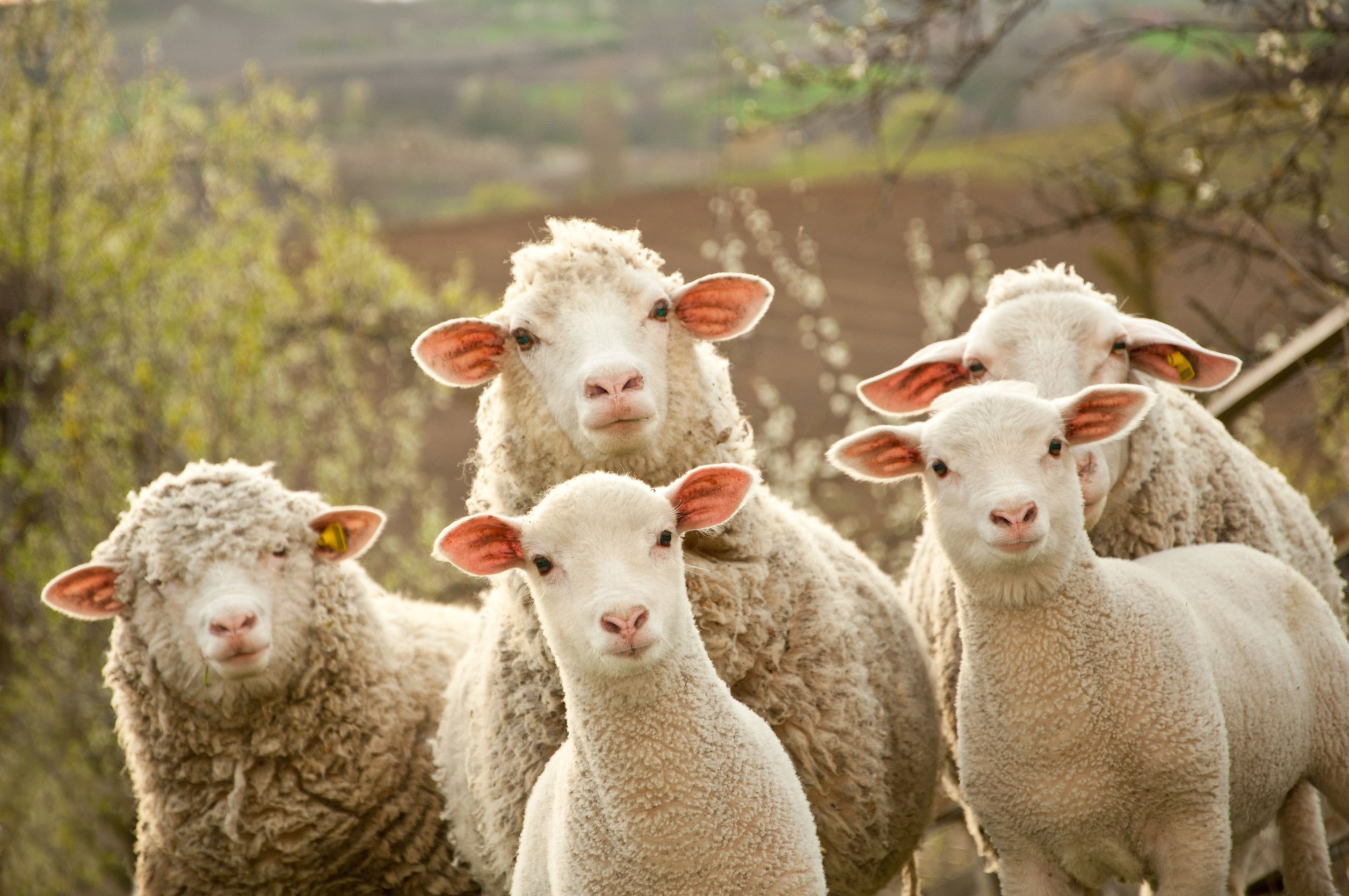 Principais verminoses dos ovinos - JA Saúde Animal